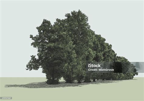 Treeline Woodland Architectural Nature Stock Illustration Download Image Now Architecture