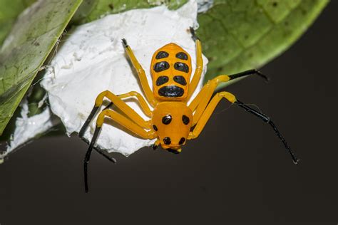 Subphylum Chelicerata Examples