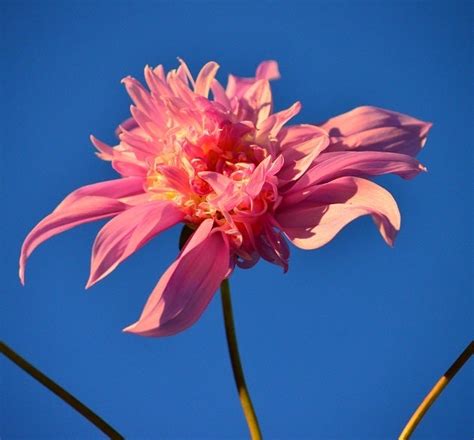 確かに今年は暖冬なのかもしれない てりぱぱろのブログ