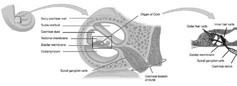 figure 1 2 from output compression in cochlear implants semantic scholar