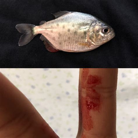 Piranha Bite