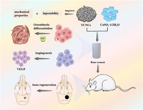 山东大学陈景帝教授团队《carbohyd Polym》：用于骨修复的海鞘纤维素纳米晶体增强的改性硫酸钙骨水泥 中国聚合物网科教新闻