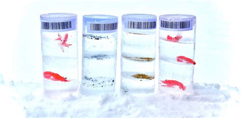 DATABASE ICE CORES Antartic Scientists