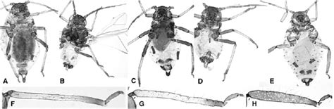 Sexual Morphs Of Selected Species Of The A Asclepiadis Group A