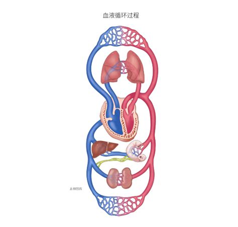 物质循环动画 能量 文秘苑图库