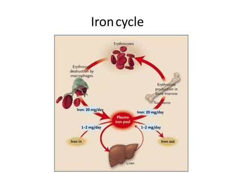 Iron Deficiency Anemia Pathogenesis And Lab Diagnosis Pptx