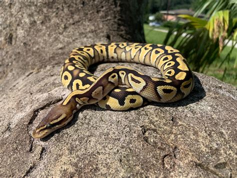 Pastel Mojave Gravel Ball Python By Lmc Reptiles Morphmarket