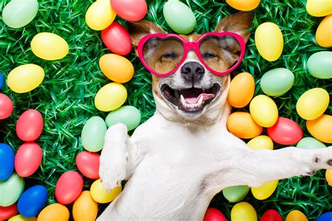 Dog 4k Hd Wallpapers Wallpaper Cave