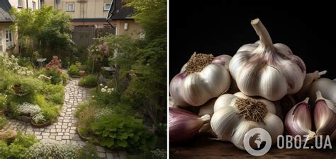 Які овочі люблять тінь що садять під деревами щоб був кращий урожай Oboz Ua