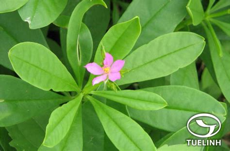 Talinum Triangulare Jacq Willd Thổ Nhân Sâm Ba Cạnh