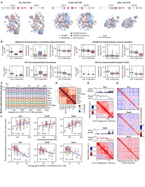 Fig S5 Cell Type Specific Nuclear Foci And Radial Chromosome Download Scientific Diagram