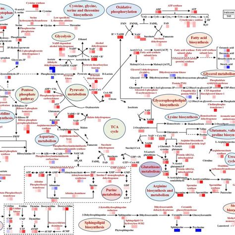 Construction Of Metabolic Network Map Of P Kudriavzevii Based On The