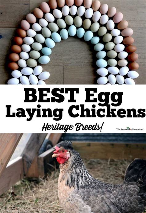 Best Egg Laying Chickens Heritage Breeds The Seasonal Homestead