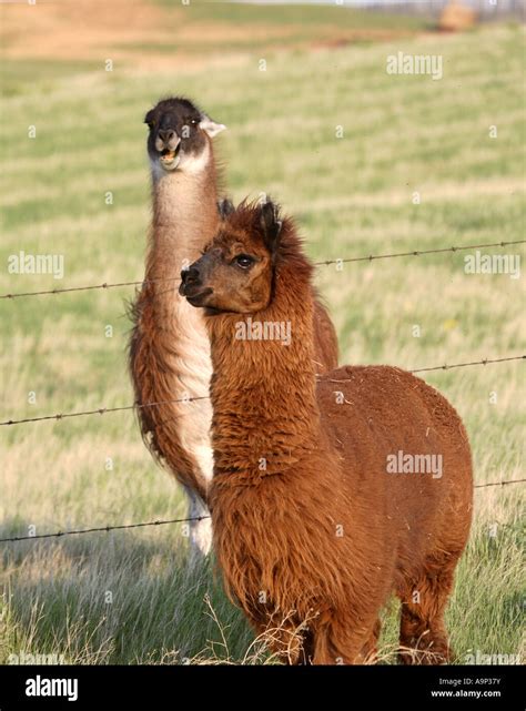 Angry Llama