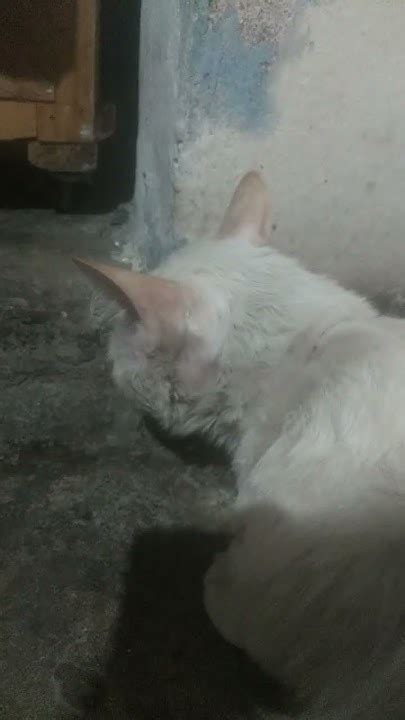 Michi Comiendo Youtube