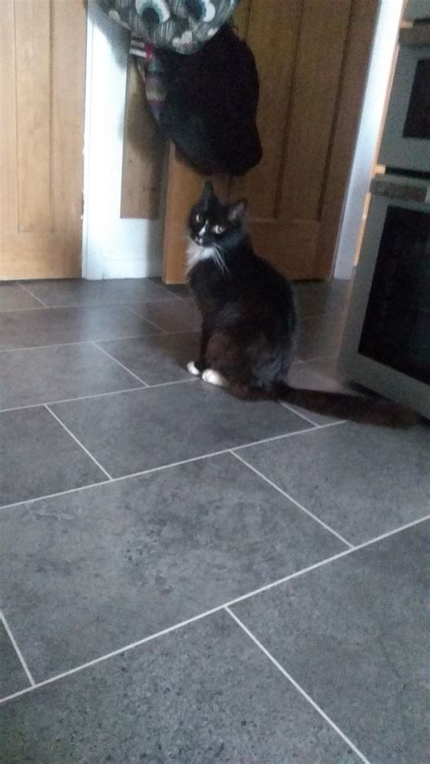He Woke Me Up At 630am Rtopperthecat