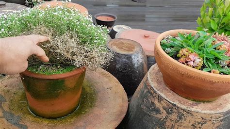 부안타샤아저씨정원이야기 마음은 항상 탸샤의정원을 꿈꾸는 타샤 아저씨이야기 부안가볼만한곳 내소사 아름다운정원 전원생활 빈티지정원 수국정원 변산반도여행코스