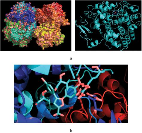 A 3d Structure Of Cox 2 Enzyme Pdb Code 1cx2 B The Critical Download Scientific