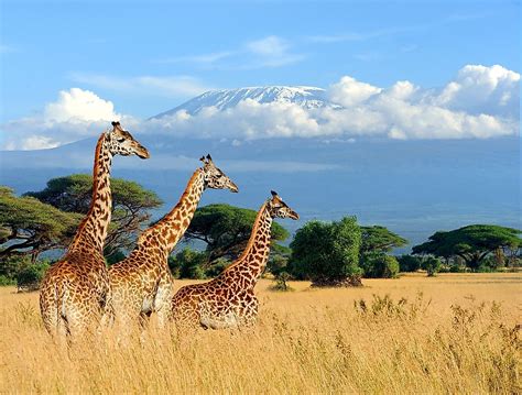 The Spectacular National Parks Of Kenya