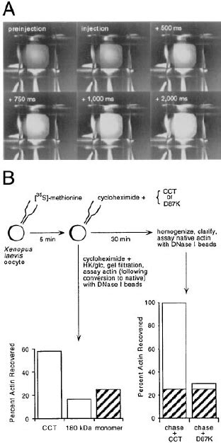 Microinjection Of D87k Trap Into X Laevis Oocytes Prevents Newly