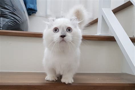 Meet The Tiniest Cats Ever Adorable Teacup Breeds