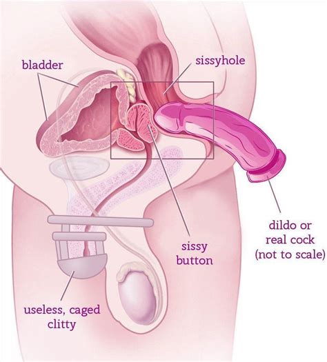 Sissy Anatomy 91 Photos Porn Ddeva