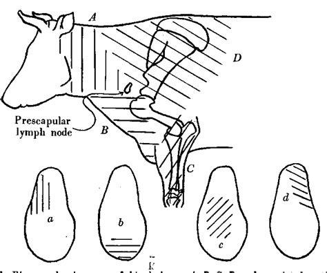 Figure 1 From The Prescapular Lymph Node Of The Ox And Its Relation To