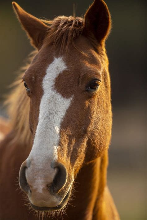 Horse Face Wallpapers Top Free Horse Face Backgrounds Wallpaperaccess