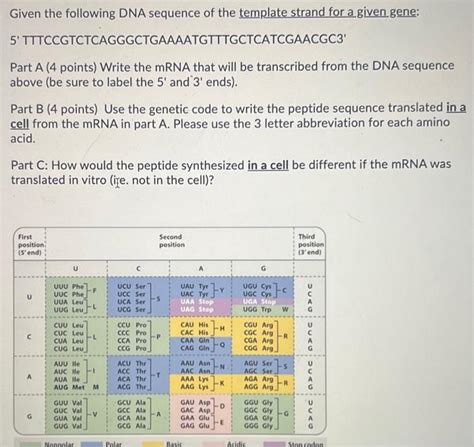 Solved Given The Following DNA Sequence Of The Template Chegg Com