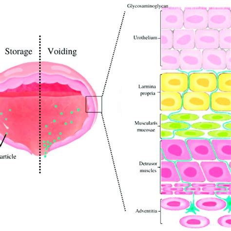 Bladder Wall Anatomy Download Scientific Diagram