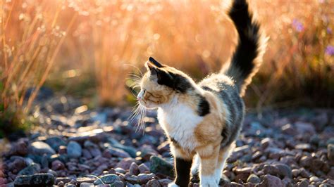 바위에 다채로운 새끼 고양이 Hd 바탕 화면 배경 화면 와이드 스크린 고화질 전체 화면