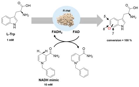 Recent Advances In Flavin Dependent Halogenase Biocatalysis Sourcing