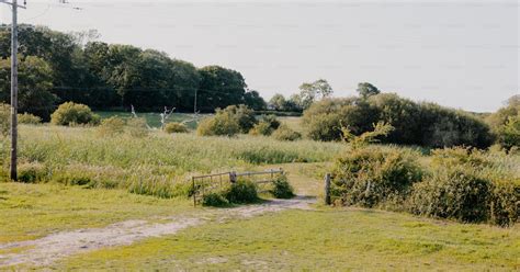 나무와 길이 있는 풀밭 사진 Unsplash의 숲 이미지