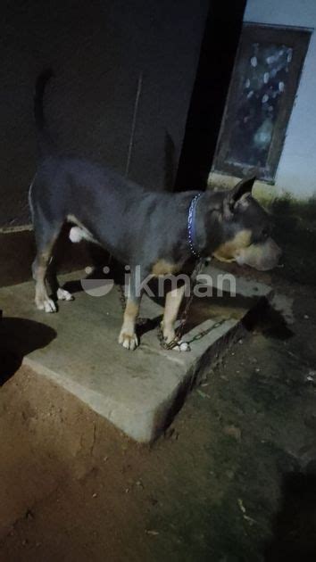 ඇමරිකන් Buliyek For Sale In Galle City Ikman