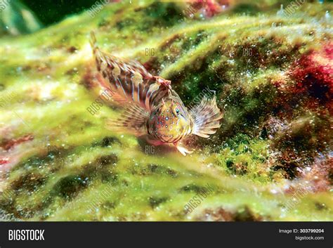 Portrait Cute Blenny Image And Photo Free Trial Bigstock