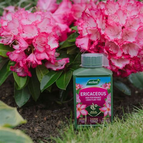 Understanding Ericaceous Compost Garden Health