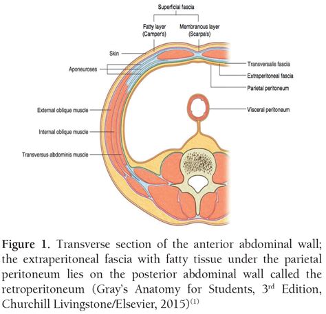 Retroperitoneal Anatomy Peritoneum And Peritoneal Cavity Anatomy And