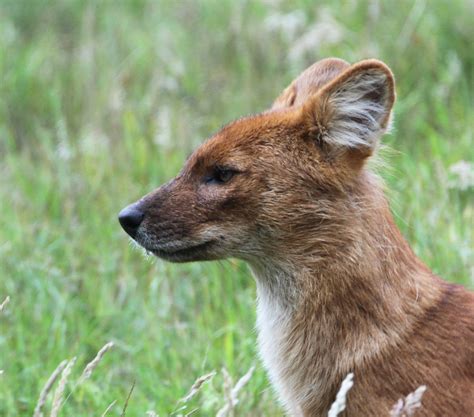 Definitive Guide To Dhole Facts Habitat Conservation Status Zoo Populations Pictures On Zoo