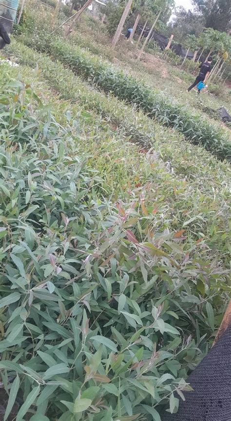 ກຸ່ມຊອກຫາວຽກສ້າງລາຍໄດ້ ສະຫວັນນະເຂດ Facebook