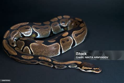 로얄 파이썬 내츄럴 한 색상은 정상입니다 뱀 검은 색 배경입니다 0명에 대한 스톡 사진 및 기타 이미지 0명 갈라진 혀