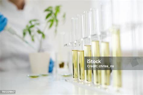 실험실에서 마리화나 식물을 급수 하는 여성 과학자 그녀는 푸른 빛을 내 고 실험을 위해 정확한 드롭퍼를 사용 합니다 의료 대마초에서 의료 약국 약국에 대한 스톡 사진 및