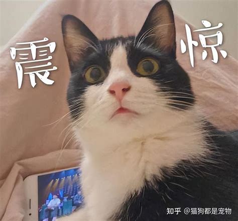 微测试猫咪有多相信你进来看看信任指数有多高 知乎
