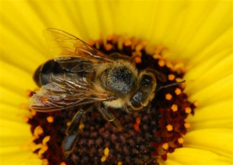 Western Honey Bee Apis Mellifera