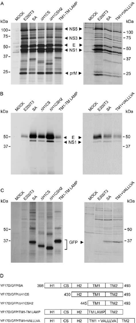 Analysis Of Recombinant Yellow Fever Yf 17d Infected Cells Expressing