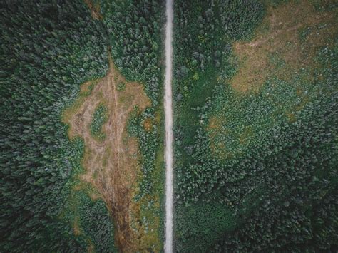 Cosè Il Regolamento Eudr Regole Chiave E Guida Alla Conformità