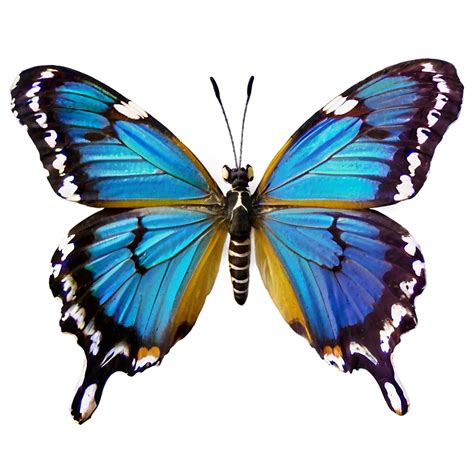 Download Brazil Butterfly Species Png Dgq