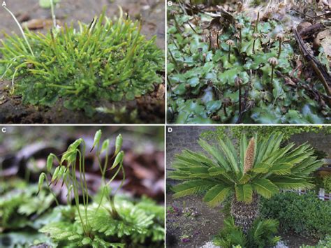 The Evolutionary Emergence Of Land Plants Current Biology