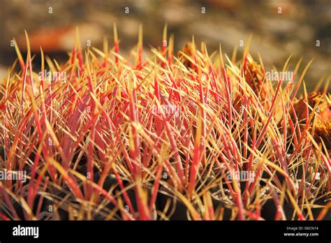 Sonoran Desert Landscape And Cactus Details Stock Photo Alamy