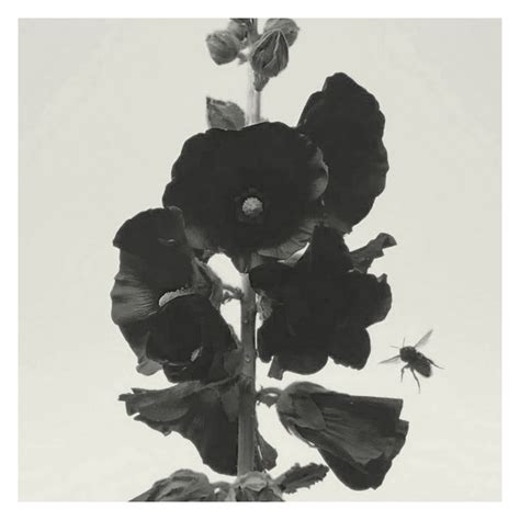 Eye Of The Galactic Nucleus Harsh Realm David At 420 Venomous Plants Blue Spectrum