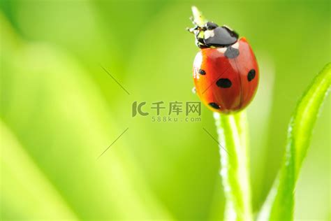 瓢虫高清摄影大图 千库网
